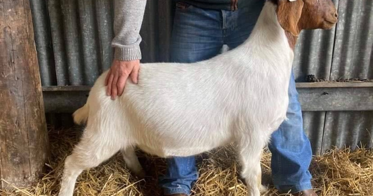 3 Boer Meat Does | SellMyLivestock - The Online Livestock Marketplace