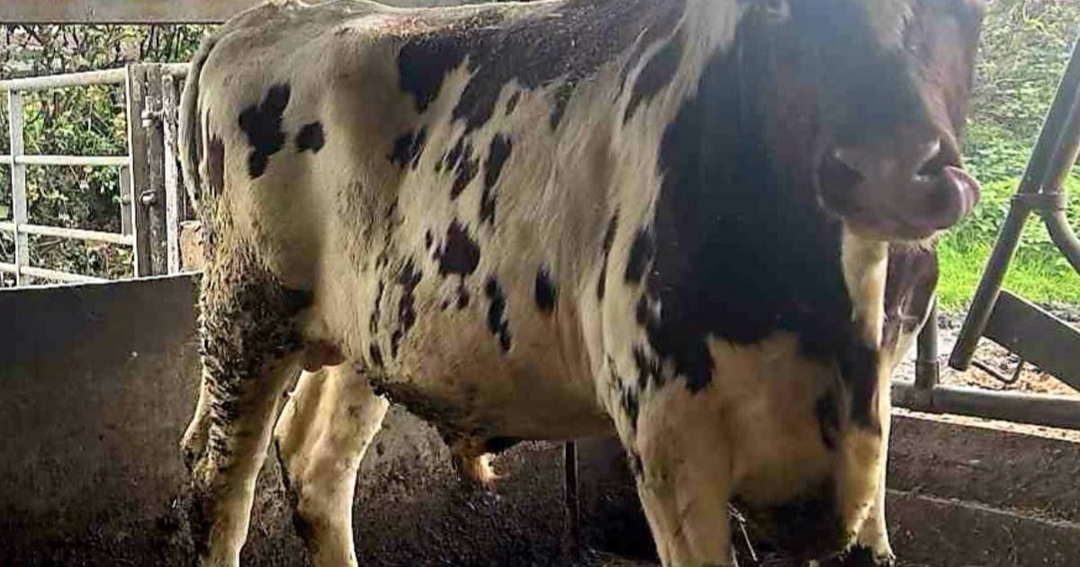 1 Pedigree Holstein Friesian, Holstein Dairy, Breeding Bull, Young Bull ...