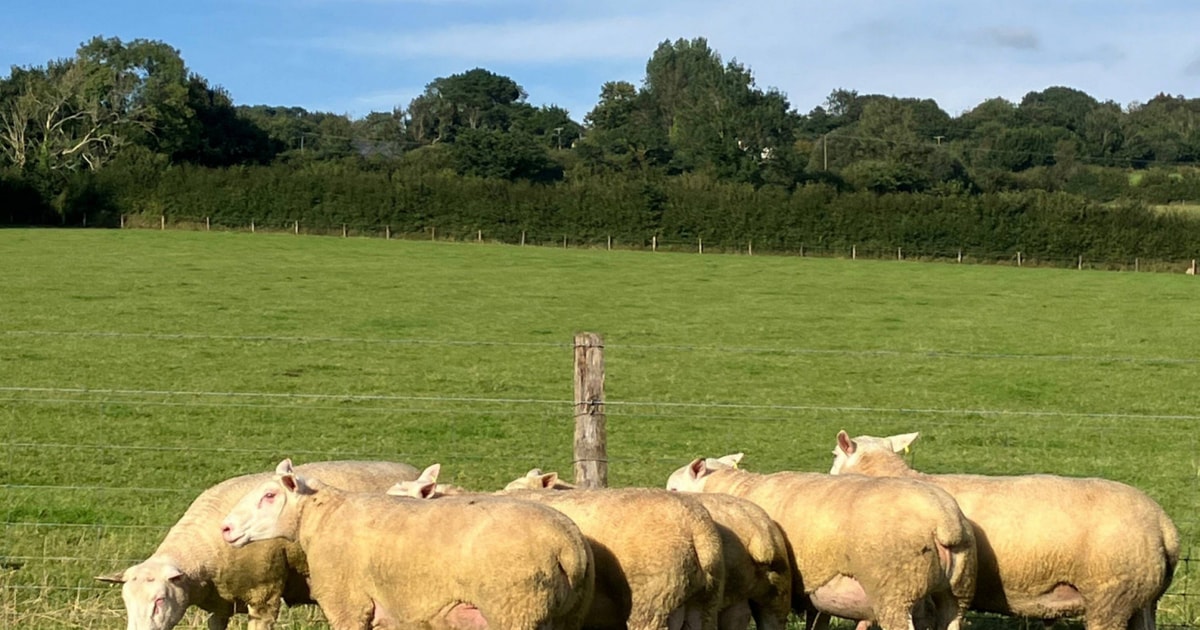 6 Berrichon Breeding Rams | SellMyLivestock - The Online Livestock ...