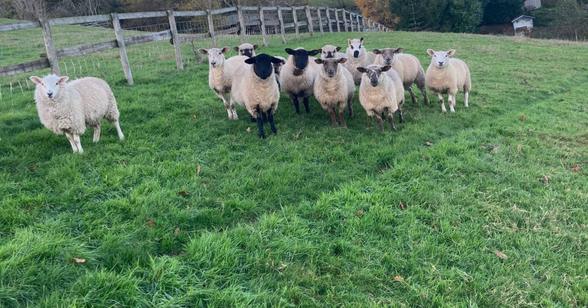 13 Texel Cross Breeding Ewes | SellMyLivestock - The Online Livestock ...