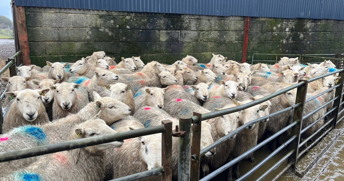 57 Cheviot, Welsh Mountain-Hill Flock Cross In-Lamb Breeding Ewes ...