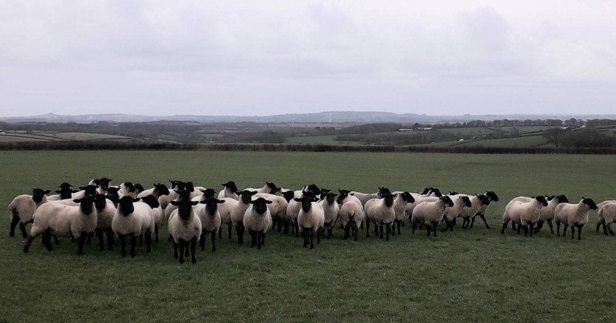 55 Suffolk Cross In-Lamb Breeding Ewes | SellMyLivestock - The Online ...