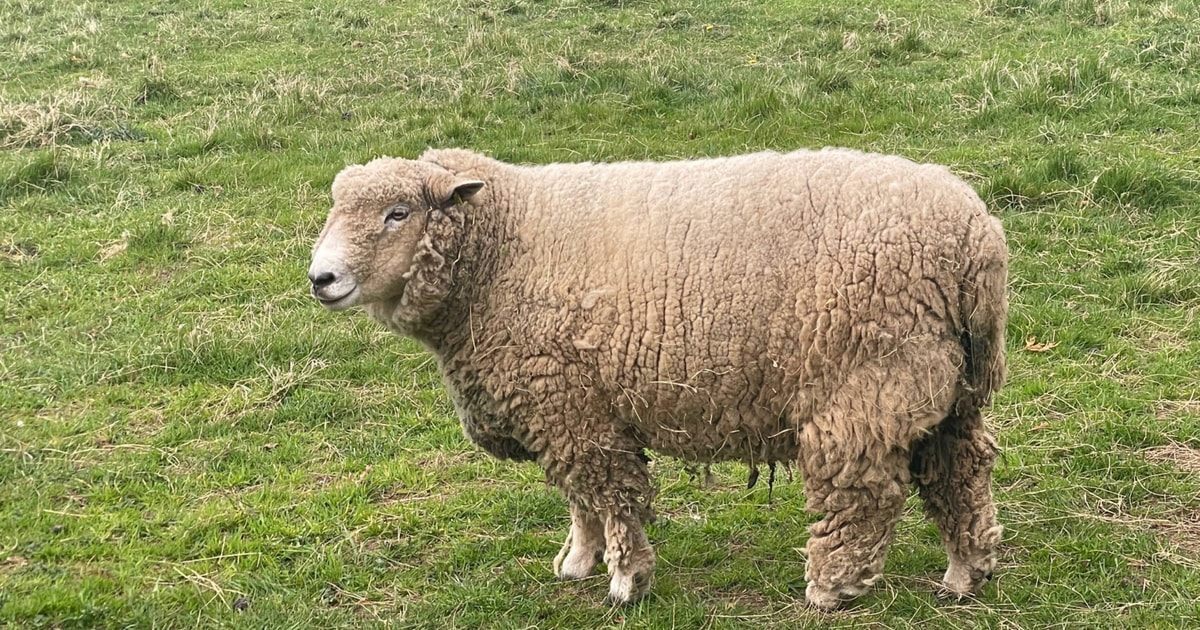 4 Pedigree Ryeland, Coloured Ryeland Breeding Rams | SellMyLivestock ...