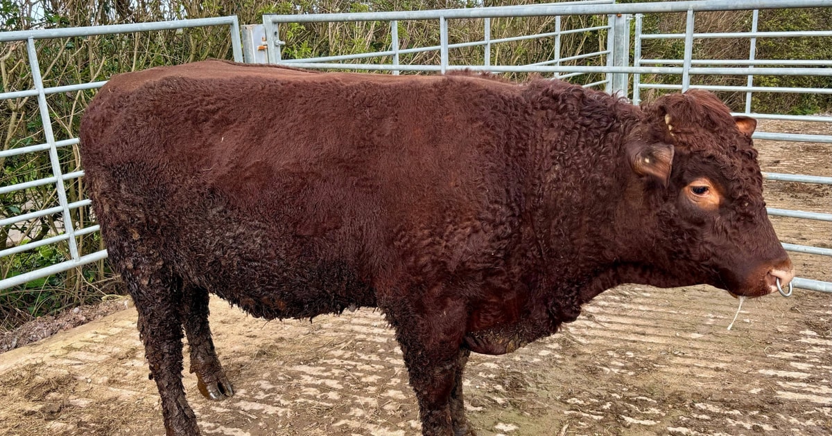 1 Pedigree North Red Ruby Devon Breeding Young Bull | SellMyLivestock ...