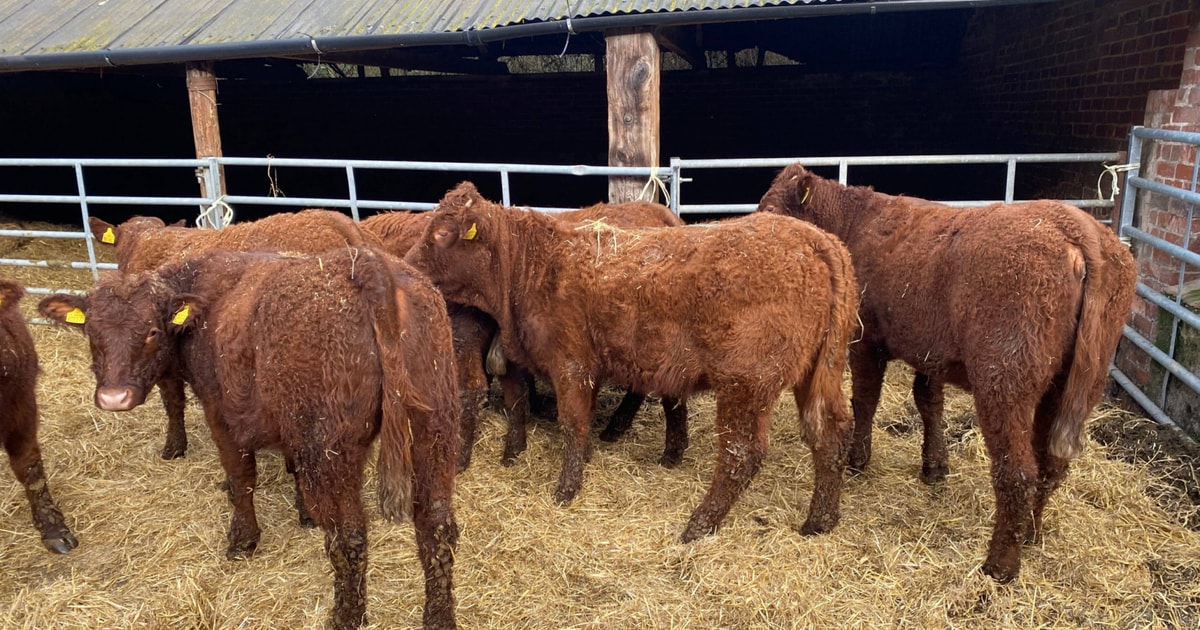 11 Salers Breeding, Store Heifers | SellMyLivestock - The Online ...