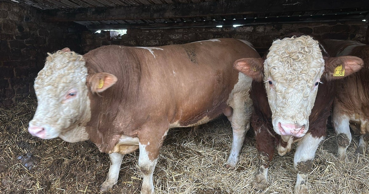 3 Pedigree Simmental Breeding Bulls | SellMyLivestock - The Online ...