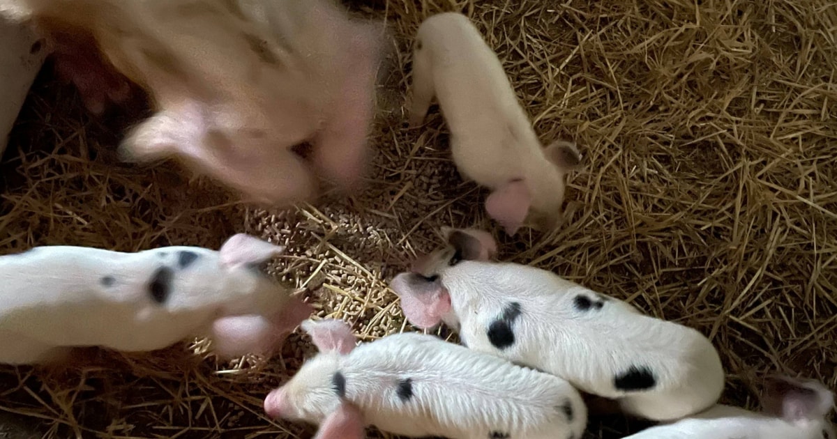 6 Pedigree Gloucestershire Old Spot Growing, Breeding Gilts, Boars ...