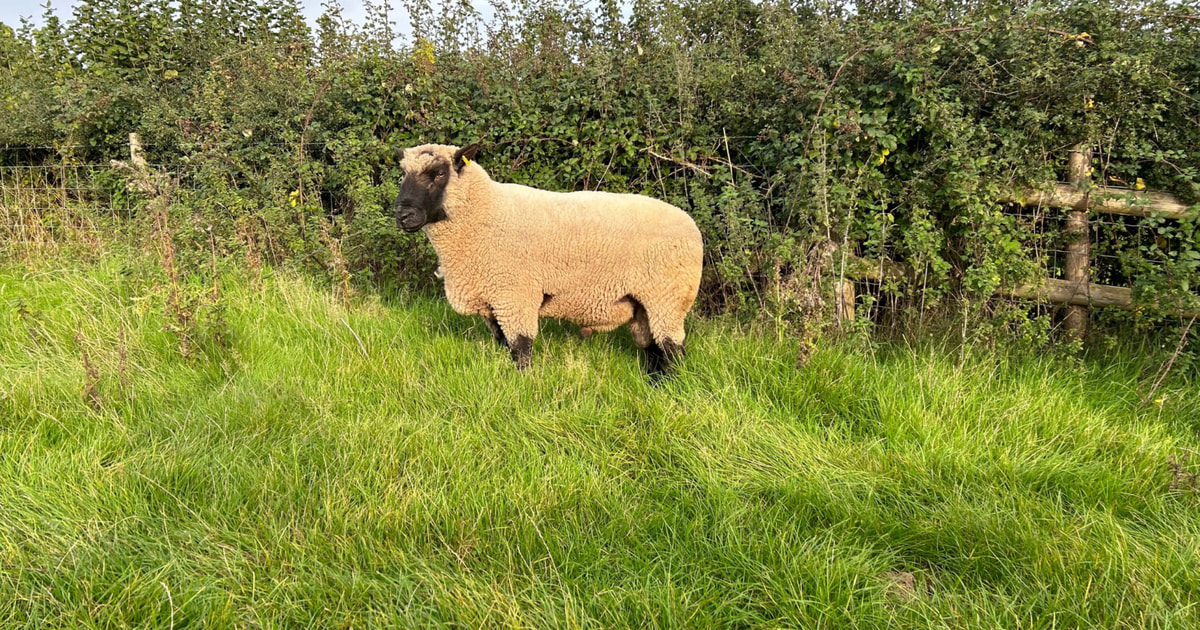 1 Shropshire Breeding Ram | SellMyLivestock - The Online Livestock ...