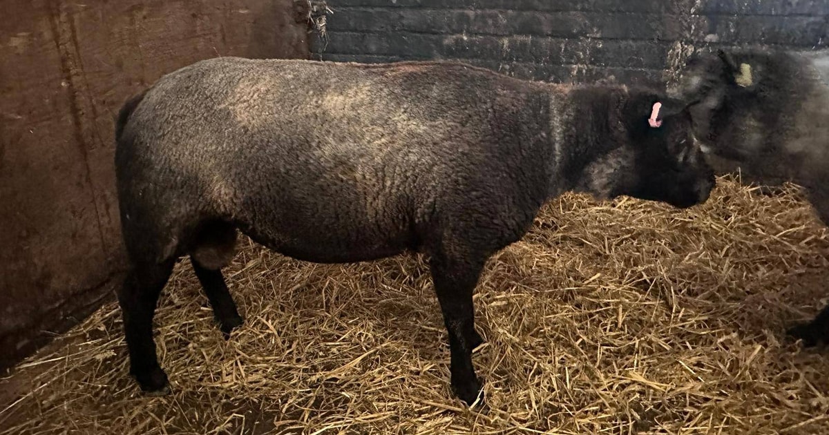 1 Pedigree Blue Texel Breeding Ram | SellMyLivestock - The Online ...
