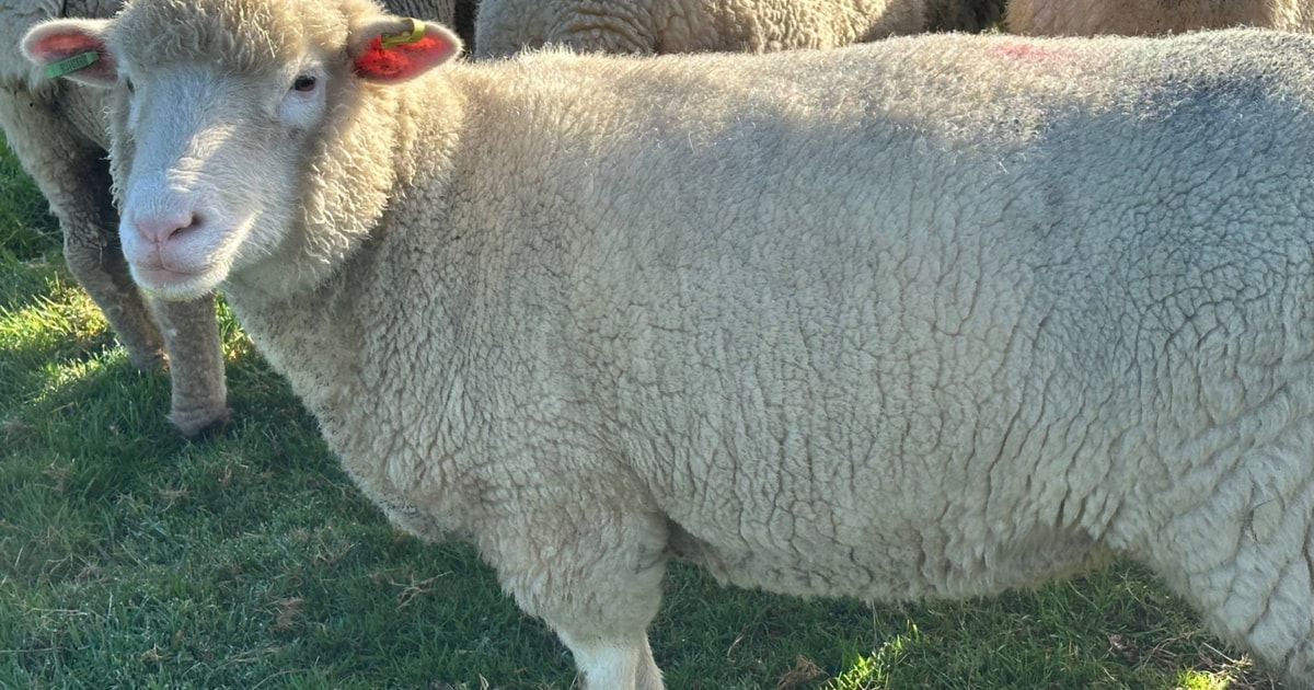 8 Dorset Horn & Poll Dorset In-Lamb Breeding Ewes | SellMyLivestock ...