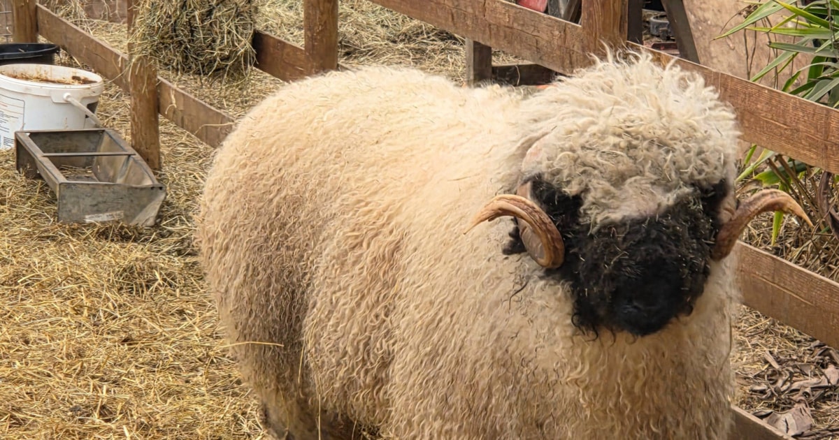1 Pedigree Valais Blacknose Breeding Ram | SellMyLivestock - The Online ...