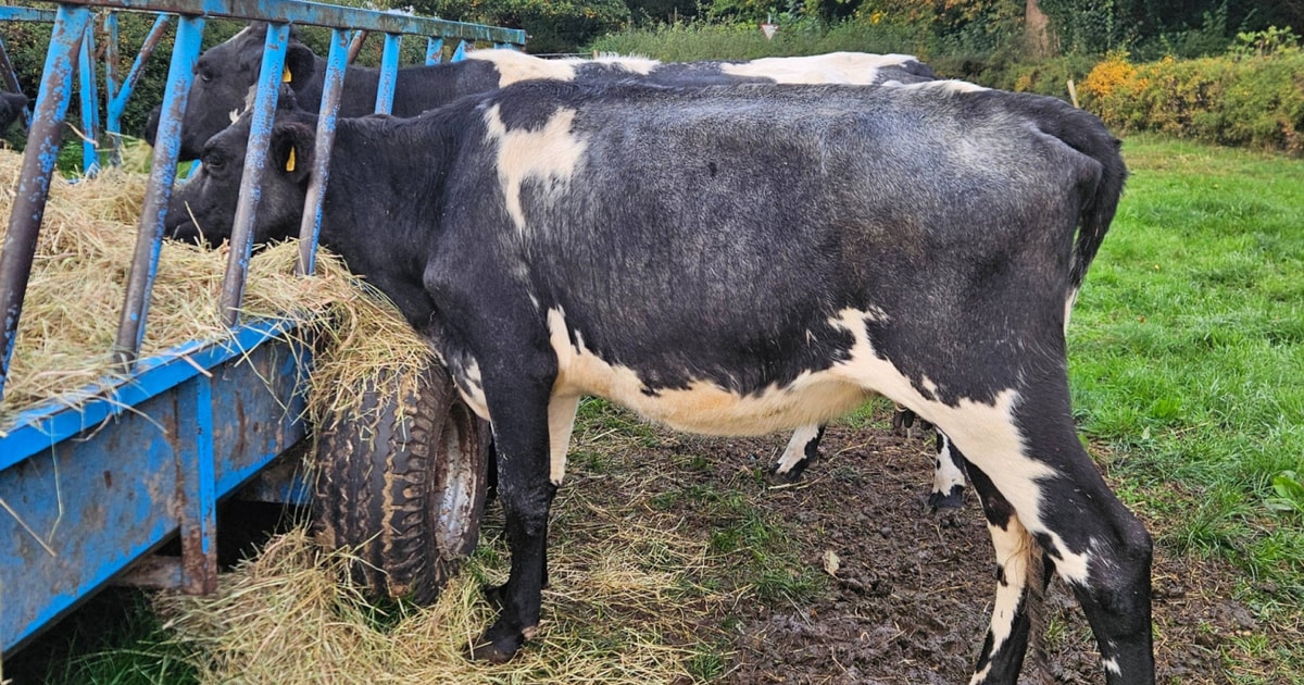 2 Beef Shorthorn Cross In-Calf Breeding Cows with Calves at Foot ...
