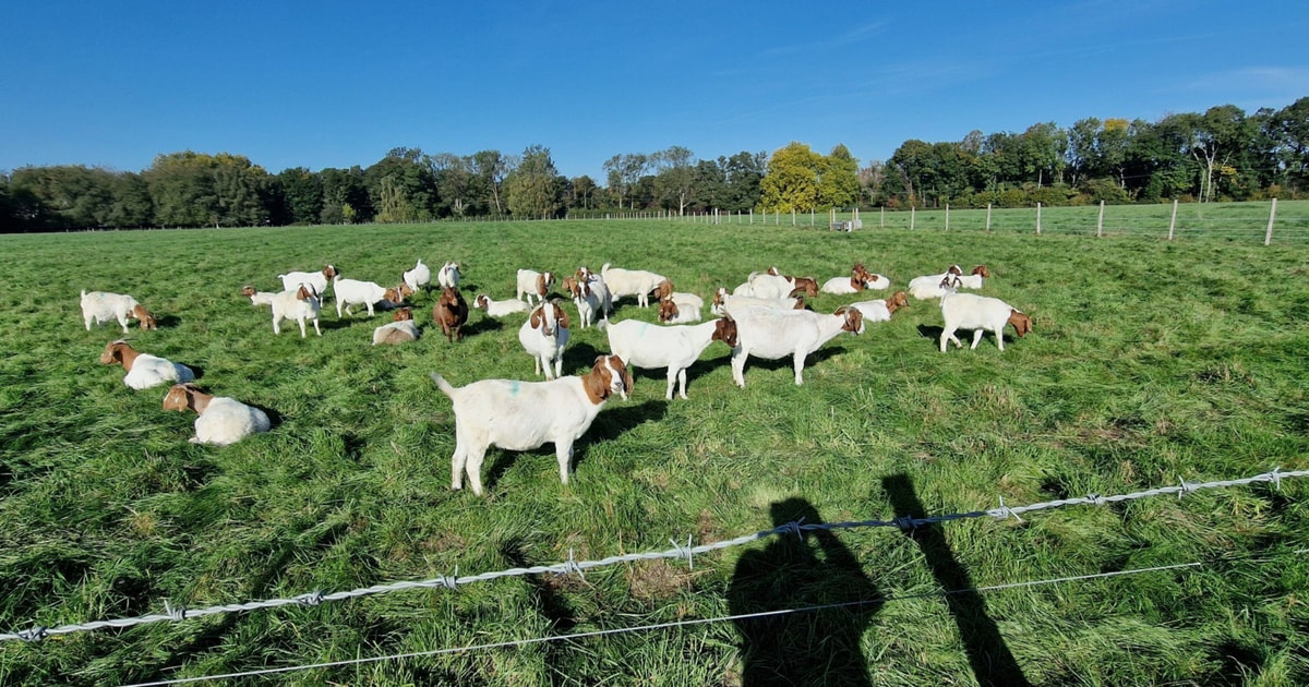 33 Boer Cross Meat, Breeding Bucks, Does, Kids, Wethers, Yearlings ...