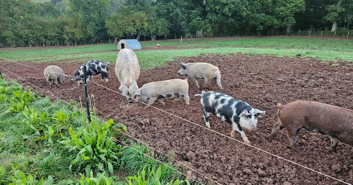 6 Mangalitsa Cross Growing Boars, Gilts | SellMyLivestock - The Online ...