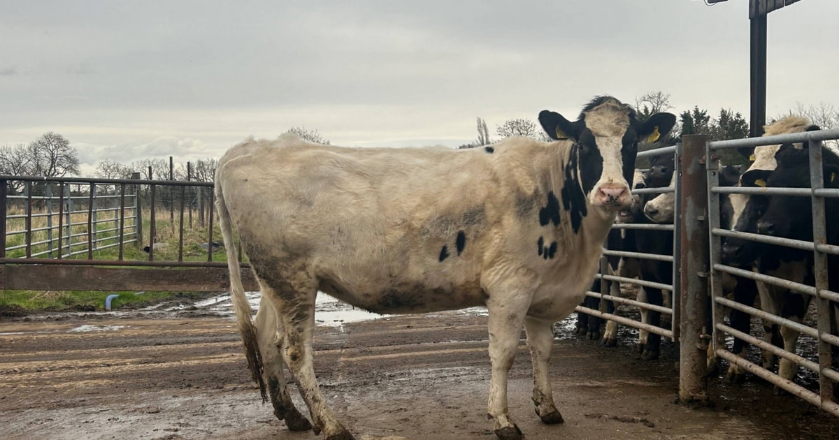 1 Norwegian Red Cross In-Calf Dairy, Breeding Heifer | SellMyLivestock ...