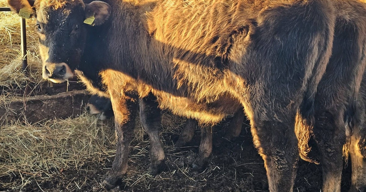 25 Aubrac, Parthenais Cross Store Steers | SellMyLivestock - The Online ...