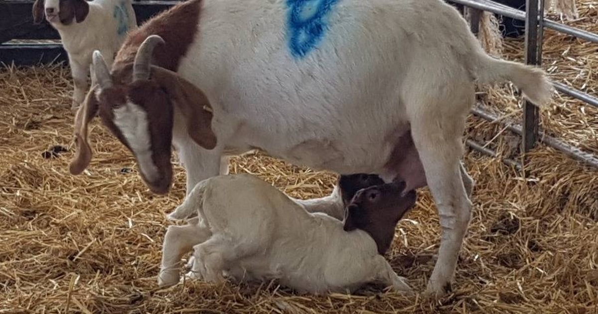 30 Boer Meat, Breeding Does, Kids with Kids at Foot | SellMyLivestock ...
