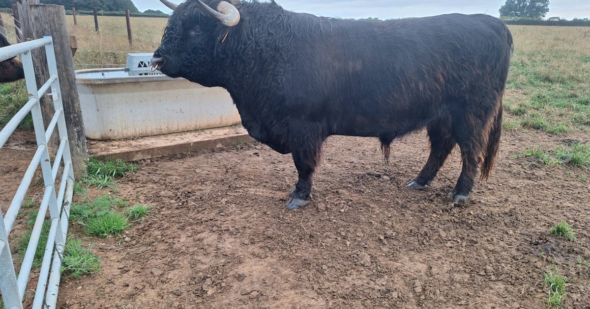 1 Pedigree Highland Breeding Bull | SellMyLivestock - The Online ...