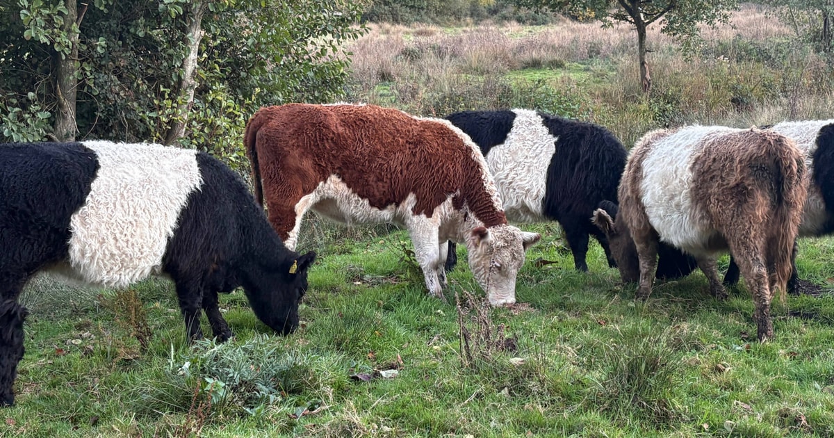 5 Pedigree Belted Galloway Breeding Heifers | SellMyLivestock - The ...