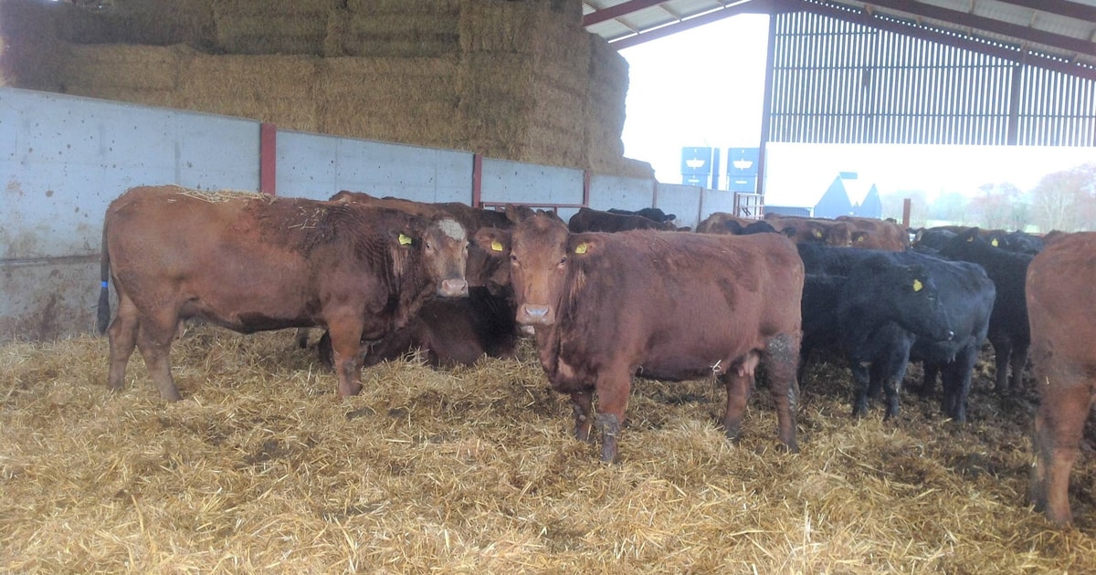 80 Pedigree Stabiliser Breeding Cows with Calves at Foot ...