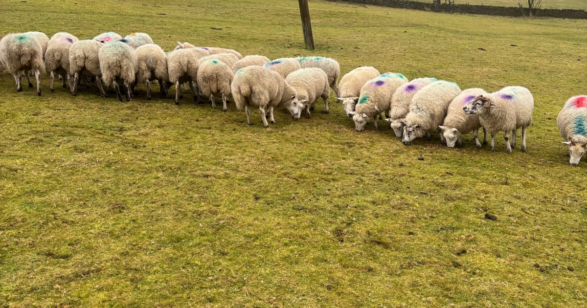 42 Texel, North of England Mule, North Country Cheviot In-Lamb Breeding ...