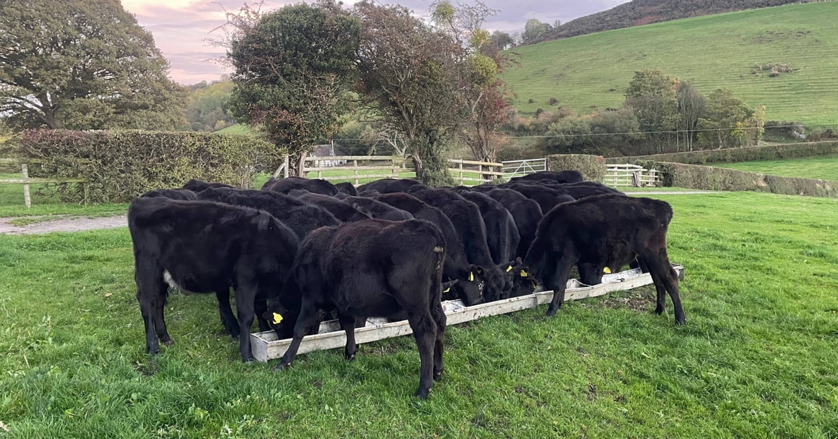 27 Aberdeen Angus Cross Store Heifers, Steers | SellMyLivestock - The ...