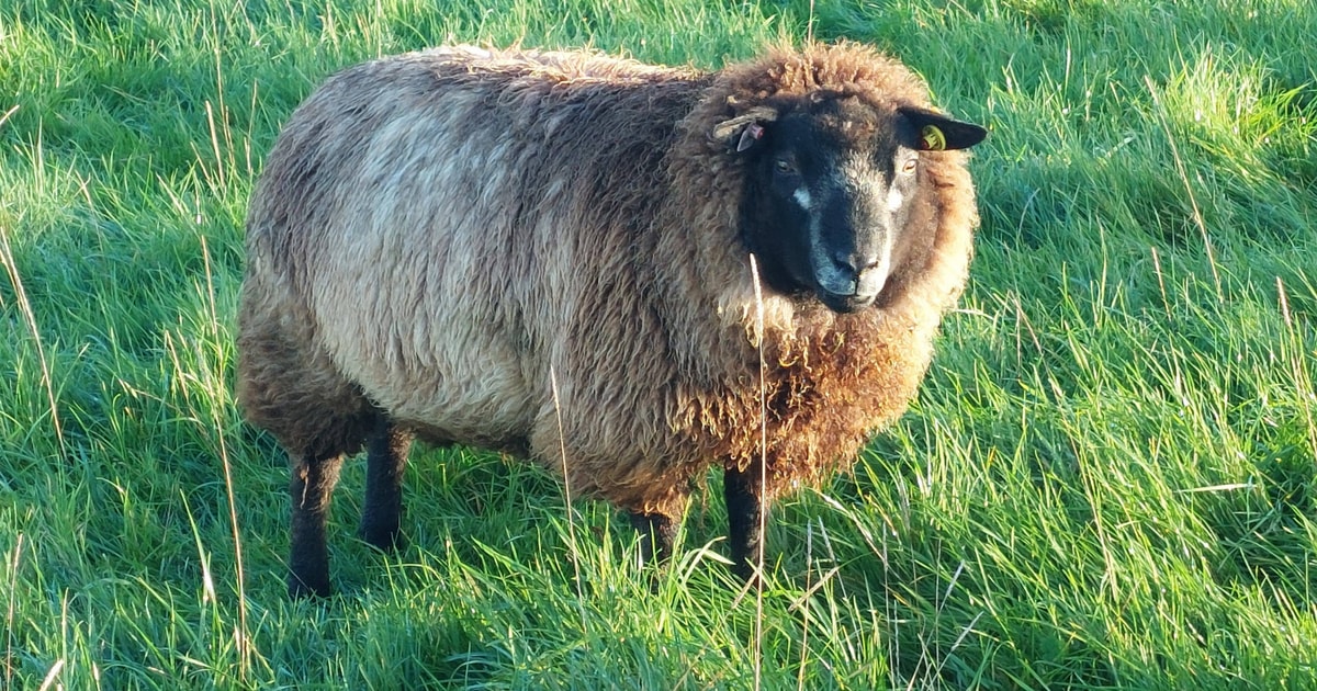 2 Pedigree Blue Texel Breeding Shearlings | SellMyLivestock - The ...