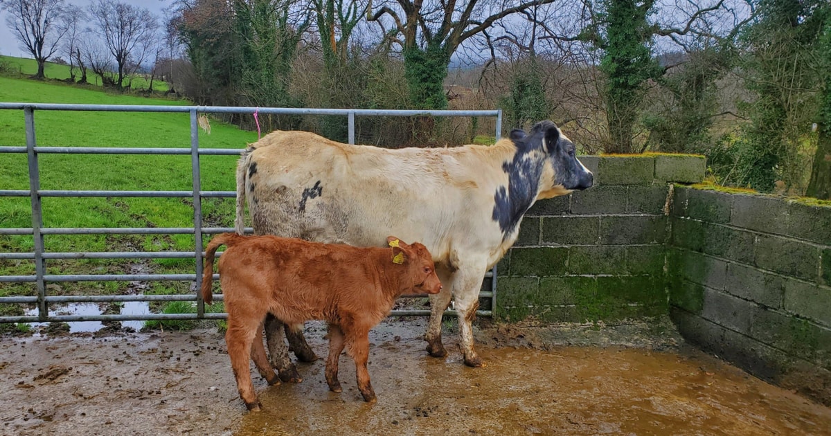 3 Stabiliser, Hereford, British Blue Cross Breeding Cows with Calves at ...