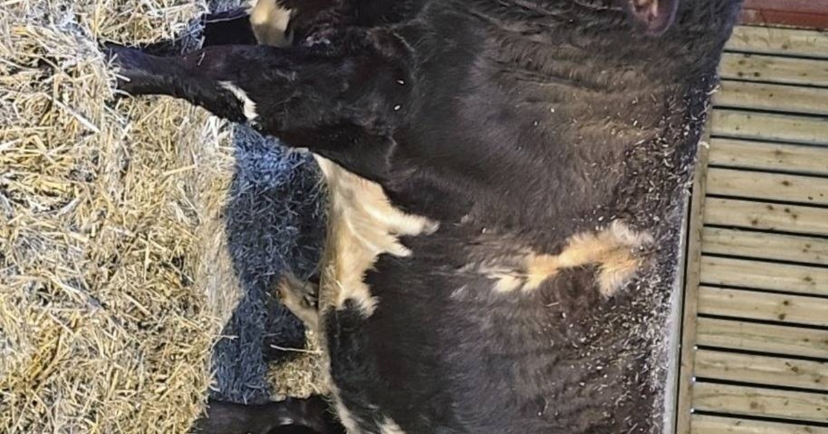 1 Pedigree Beef Shorthorn Breeding Young Bull | SellMyLivestock - The ...