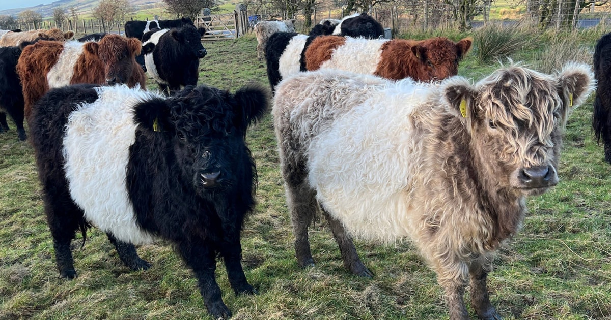 8 Pedigree Belted Galloway Breeding Heifers | SellMyLivestock - The ...