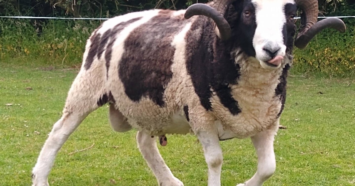 1 Pedigree Jacob Breeding Ram | SellMyLivestock - The Online Livestock ...
