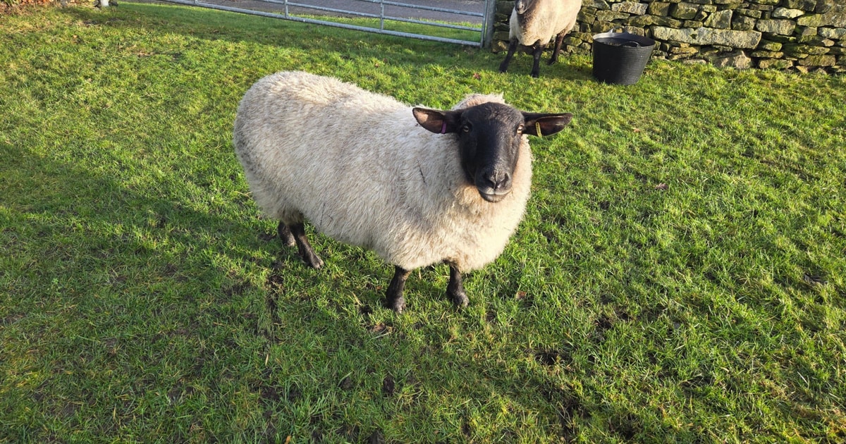 3 Suffolk Cross Breeding, Store Ewes | SellMyLivestock - The Online ...