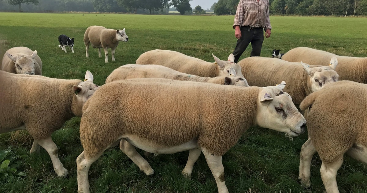 3 Pedigree Texel Breeding Rams | SellMyLivestock - The Online Livestock ...
