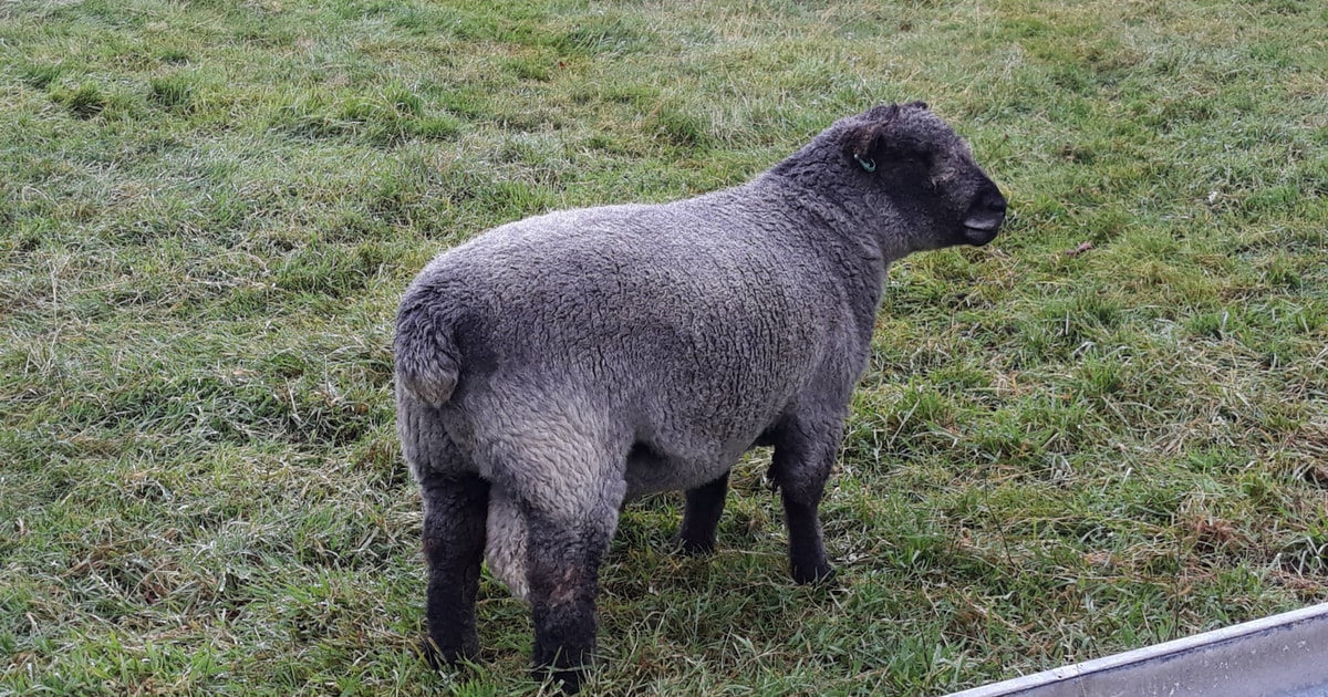 1 Pedigree Coloured Ryeland Breeding Ram | SellMyLivestock - The Online ...
