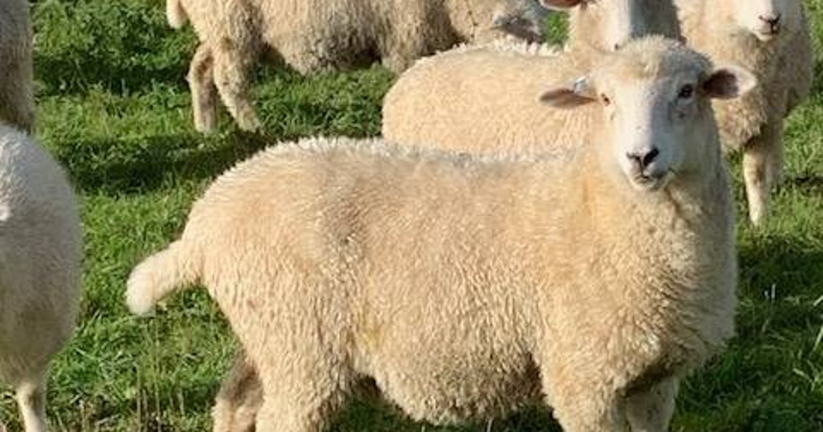 130 New Zealand Romney Breeding Shearlings | SellMyLivestock - The ...