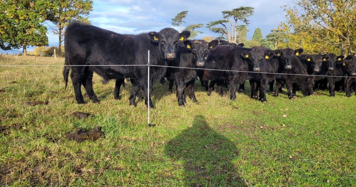 19 Aberdeen Angus Store Steers | SellMyLivestock - The Online Livestock ...