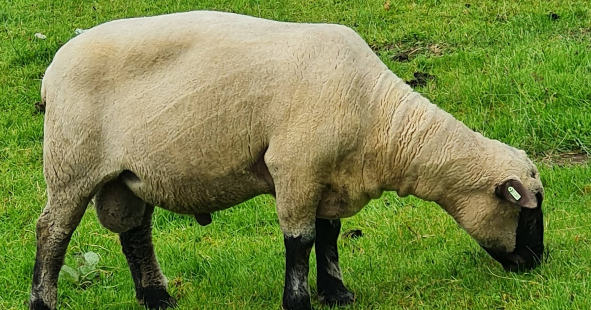 1 Pedigree Shropshire Breeding Ram | SellMyLivestock - The Online ...