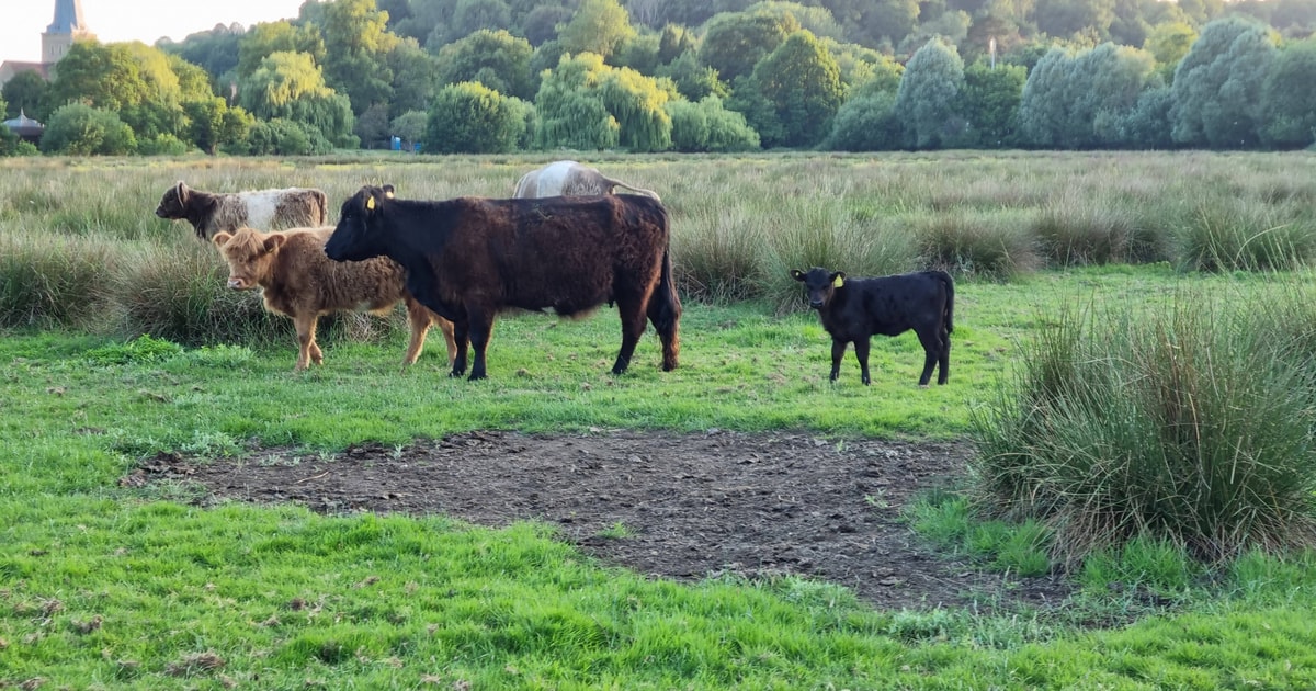 6 Belted Galloway Cross In-Calf Breeding Cows, Calves with Calves at ...