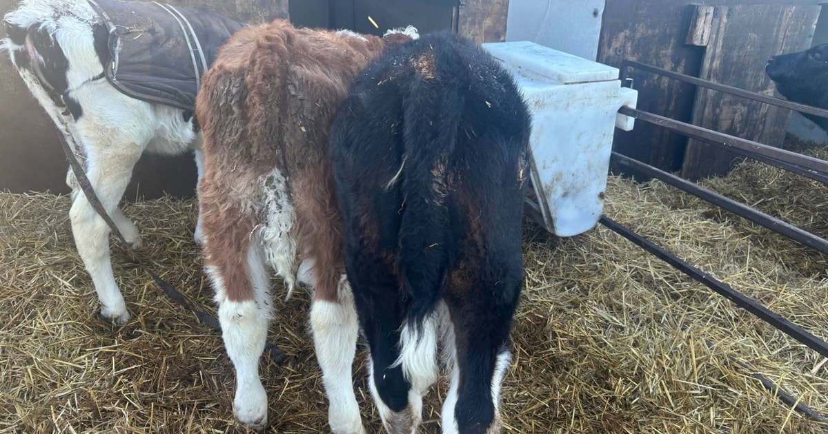 50 Aberdeen Angus, Hereford, British Blue Cross Calves ...