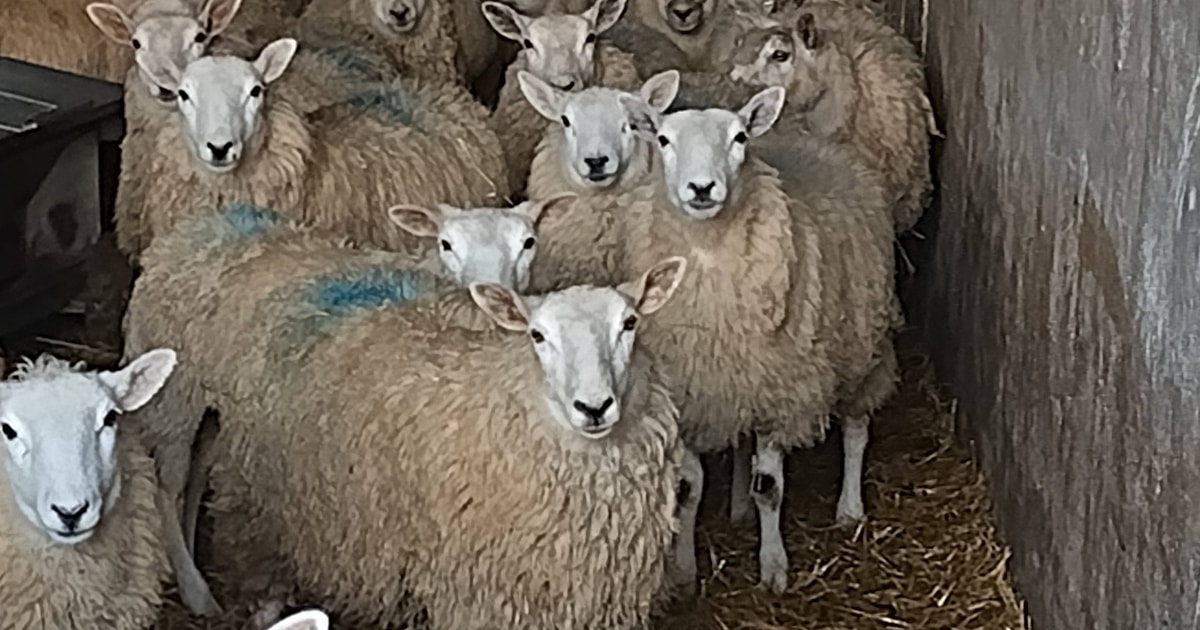 50 Welsh Mule Cross Breeding Hoggs | SellMyLivestock - The Online ...
