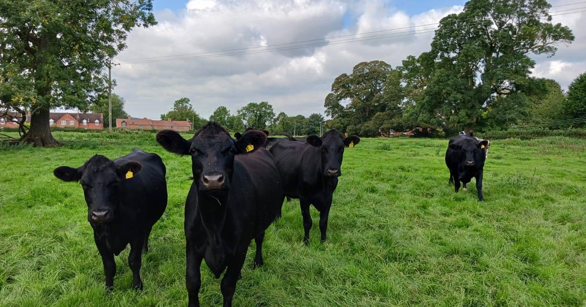 5 Aberdeen Angus Cross In-Calf Breeding Cows with Calves at Foot ...
