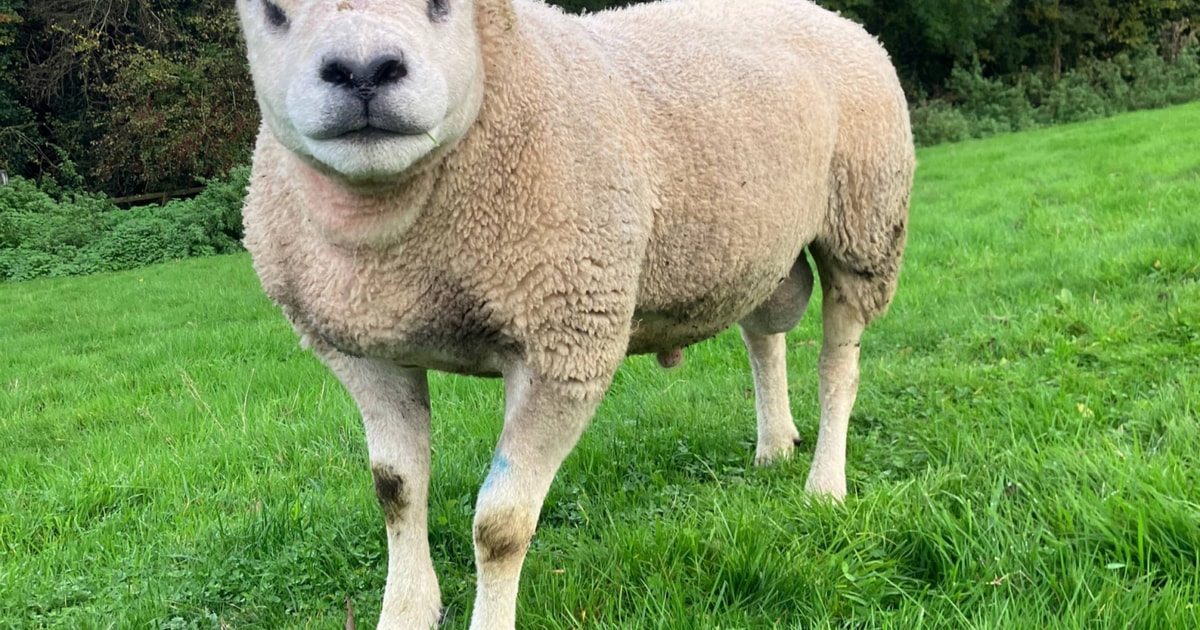 1 Pedigree Texel Breeding Ram | SellMyLivestock - The Online Livestock ...