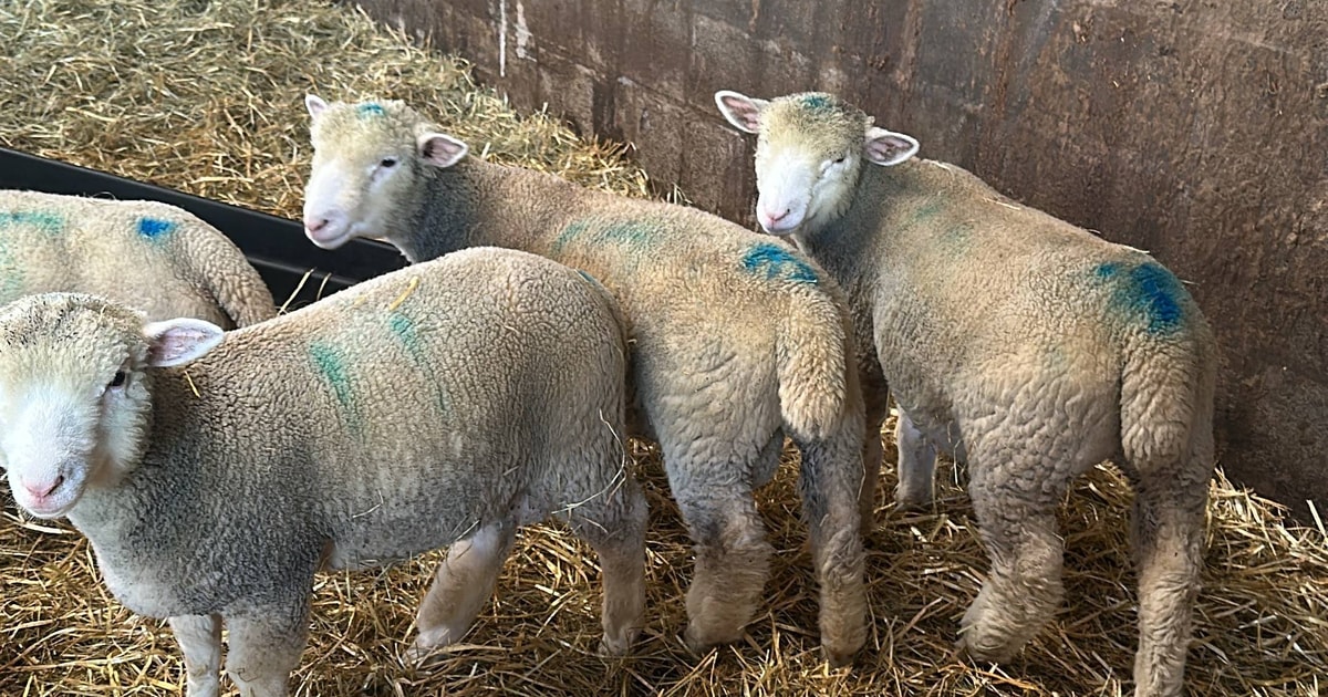 27 Pedigree Dorset Horn & Poll Dorset Breeding Lambs | SellMyLivestock ...