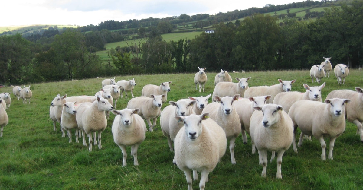 99 Texel Cross Breeding Gimmers, Shearlings | SellMyLivestock - The ...