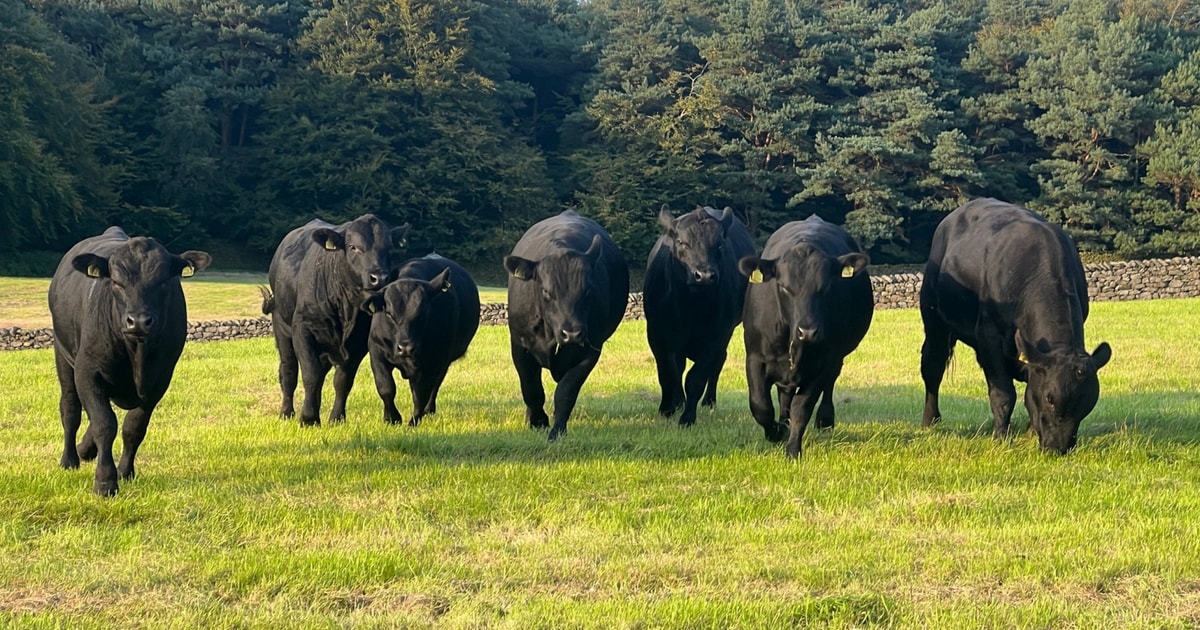 7 Pedigree Aberdeen Angus Breeding Bulls | SellMyLivestock - The Online ...