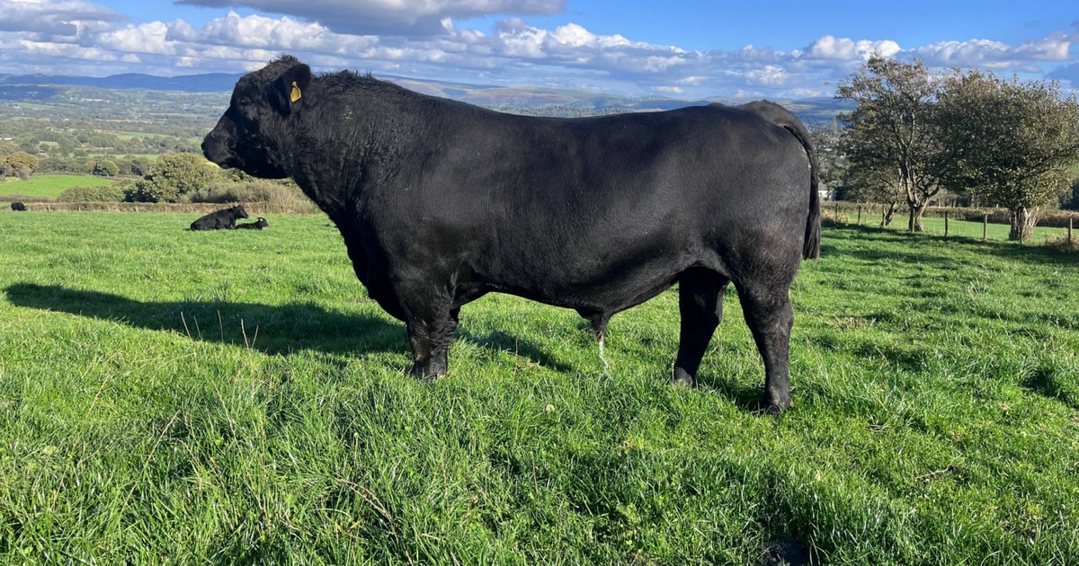 1 Pedigree Aberdeen Angus Breeding Bull | SellMyLivestock - The Online ...