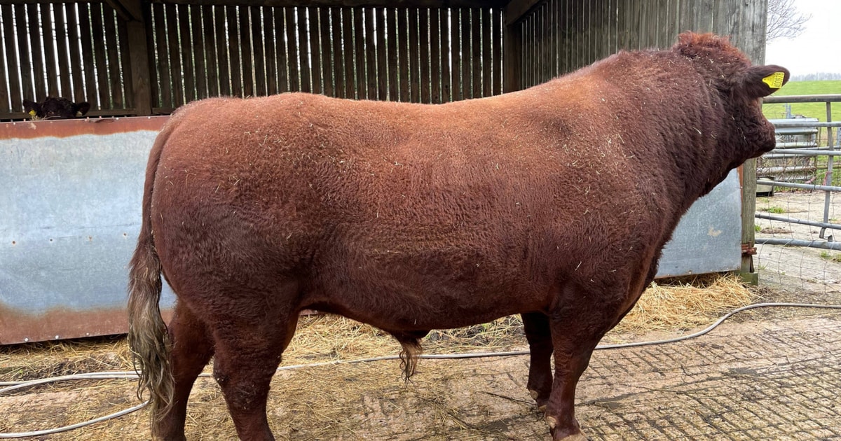 1 Pedigree North Red Ruby Devon, Red Ruby Devon Breeding Bull ...