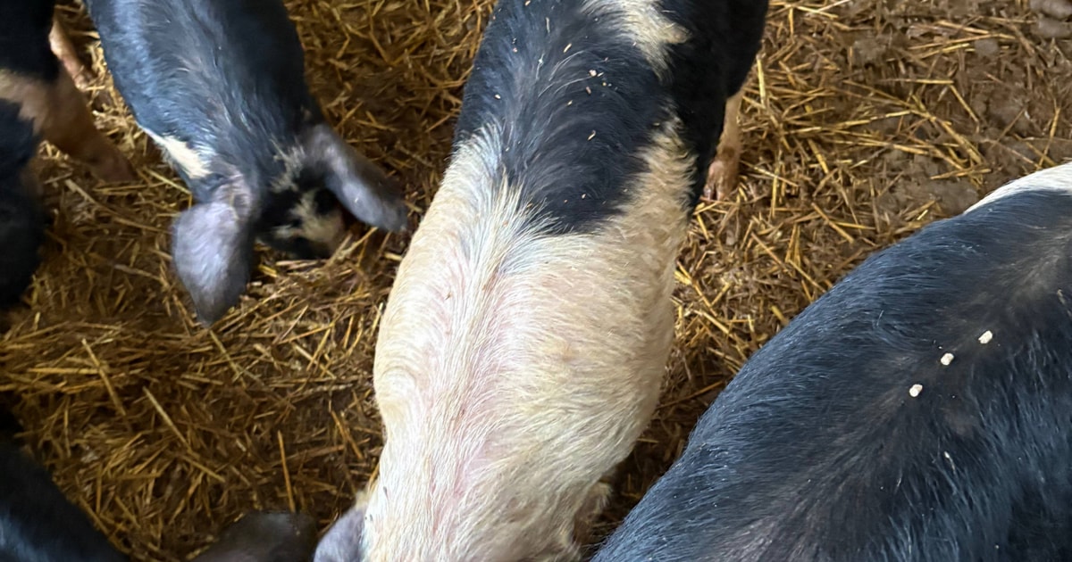 18 Saddleback, Gloucestershire Old Spot Cross Growing Boars, Gilts ...