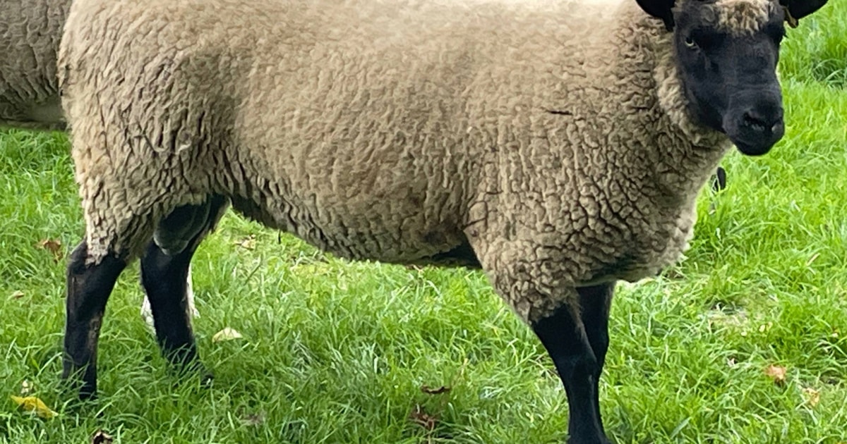 1 Pedigree Llanwenog Breeding Ram | SellMyLivestock - The Online ...