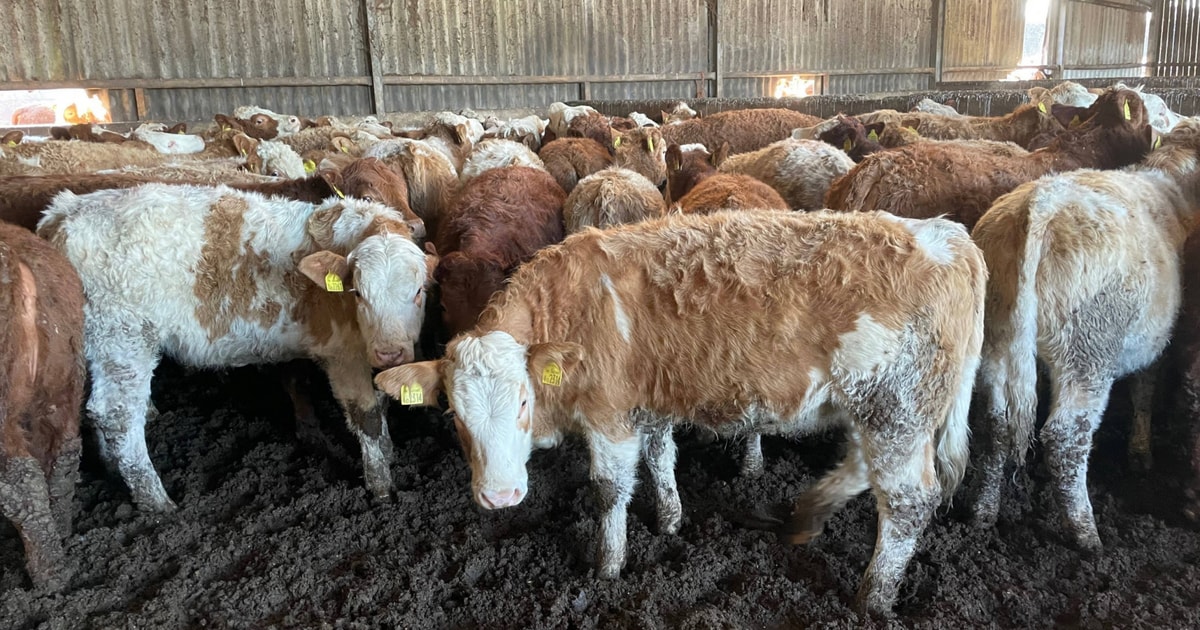 67 Simmental Cross Store, Breeding Heifers | SellMyLivestock - The ...